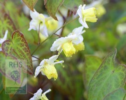 November 2010 Epimedium Collection