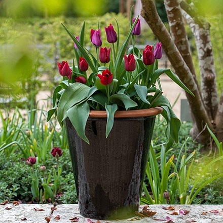 Shop Garden Pots at Crocus