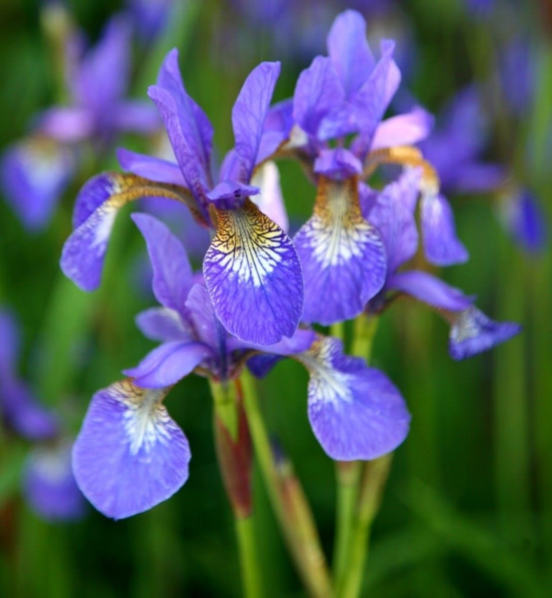 Buy perennials, shrubs, climbers, trees, grasses, bamboos, bulbs ...