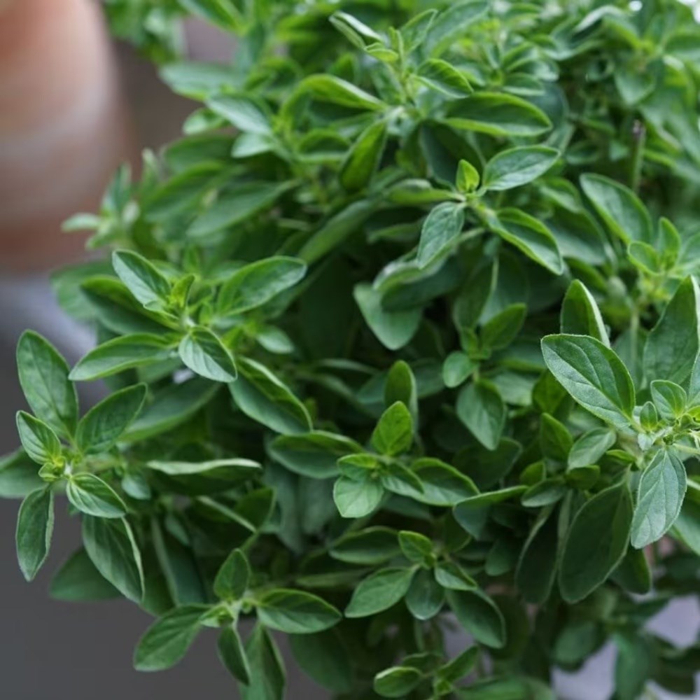Buy perennials, shrubs, climbers, trees, grasses, bamboos, bulbs ...