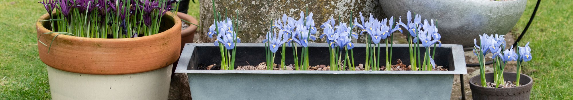 Shop Garden Pots at Crocus
