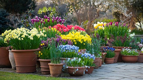 RHS Plants