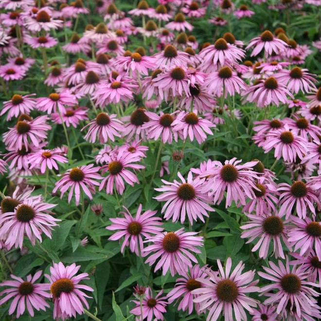 Buy plants online - Online Garden Centre for a wide variety of plants ...