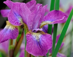 The RHS Iris Collection
