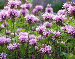 The RHS Monarda Collection