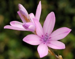 The RHS Dierama Collection