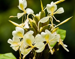 The RHS Hedychium Collection