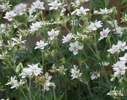The RHS Geranium Collection