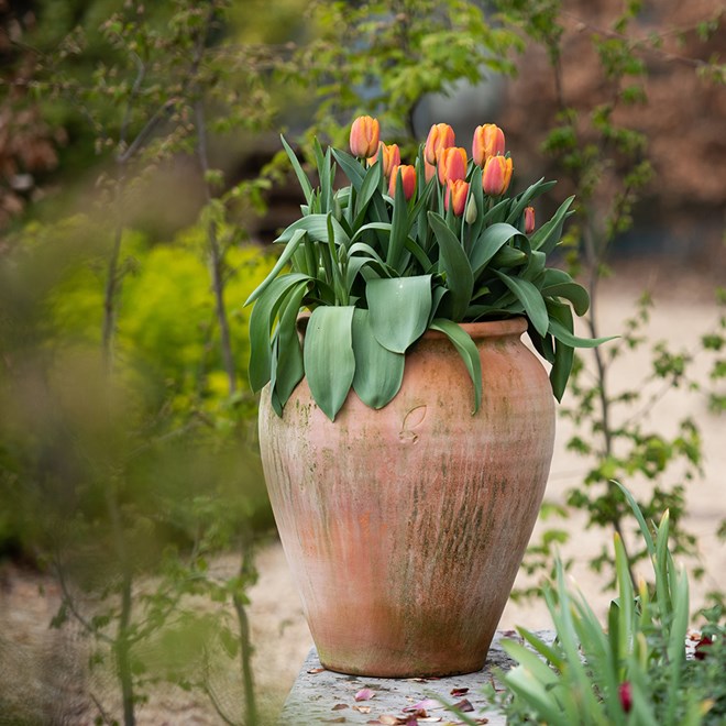 Shop Garden Pots at Crocus